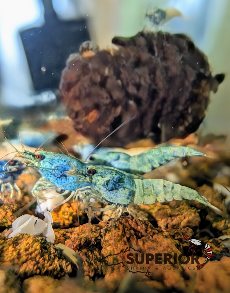 10+2 Blue Bolt Shrimp - Freshwater Caridina Bee Aquarium 100% Live ...