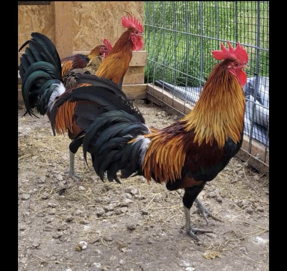 12 Show Quality Ayam Ketawa-"Laughing Chicken" Hatching Eggs | eBay