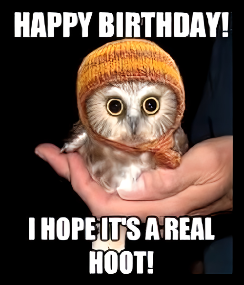 Owl Meme Hoot Don't Give A Hoot Owl T Shirt | Funny Owl T Shirts