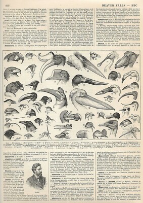 Press Engraving - The Beaks | eBay