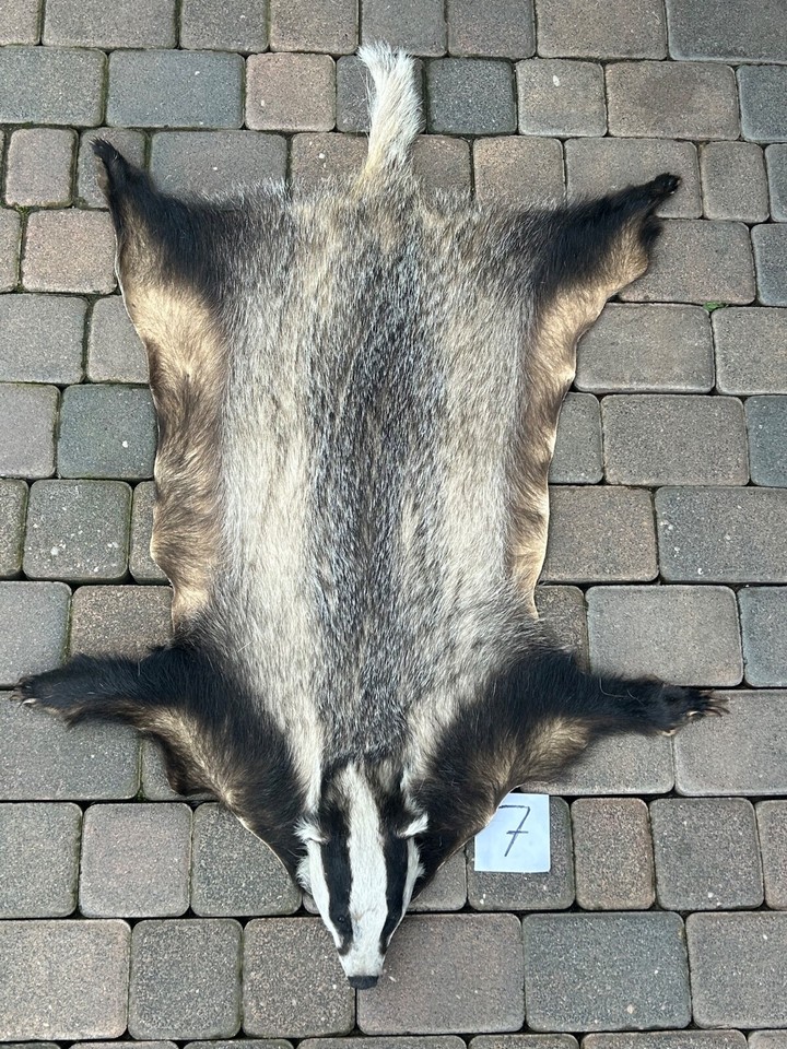 Badger skin with a stuffed head, tanned skin, fur, trophy, taxidermy ...