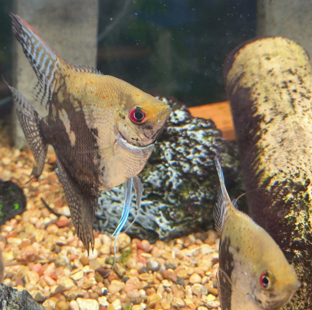 4 CA Green Leopard Smokey Standard Tail Angelfish ~Silver D +/- size (3 ...