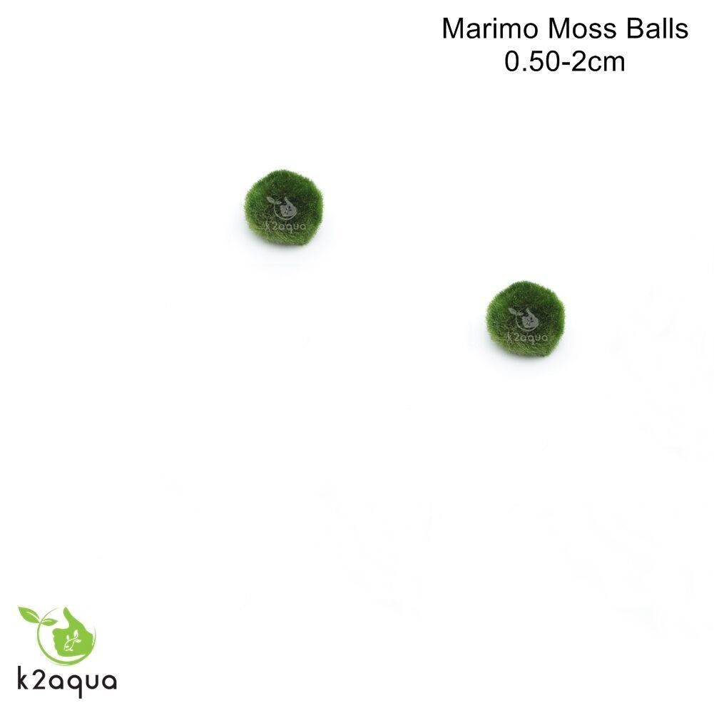 ALL sizes MARIMO MOSS BALLS Cladophora live aquarium plant fish tank shrimp nano | eBay