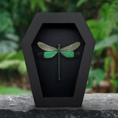 Real Dragonfly Coffin Frame Taxidermy Insect Bug Mounted Gothic Home ...