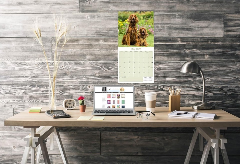 2025 2026 Irish Setter Calendar - Dog Breed Monthly 12" x 12", | eBay