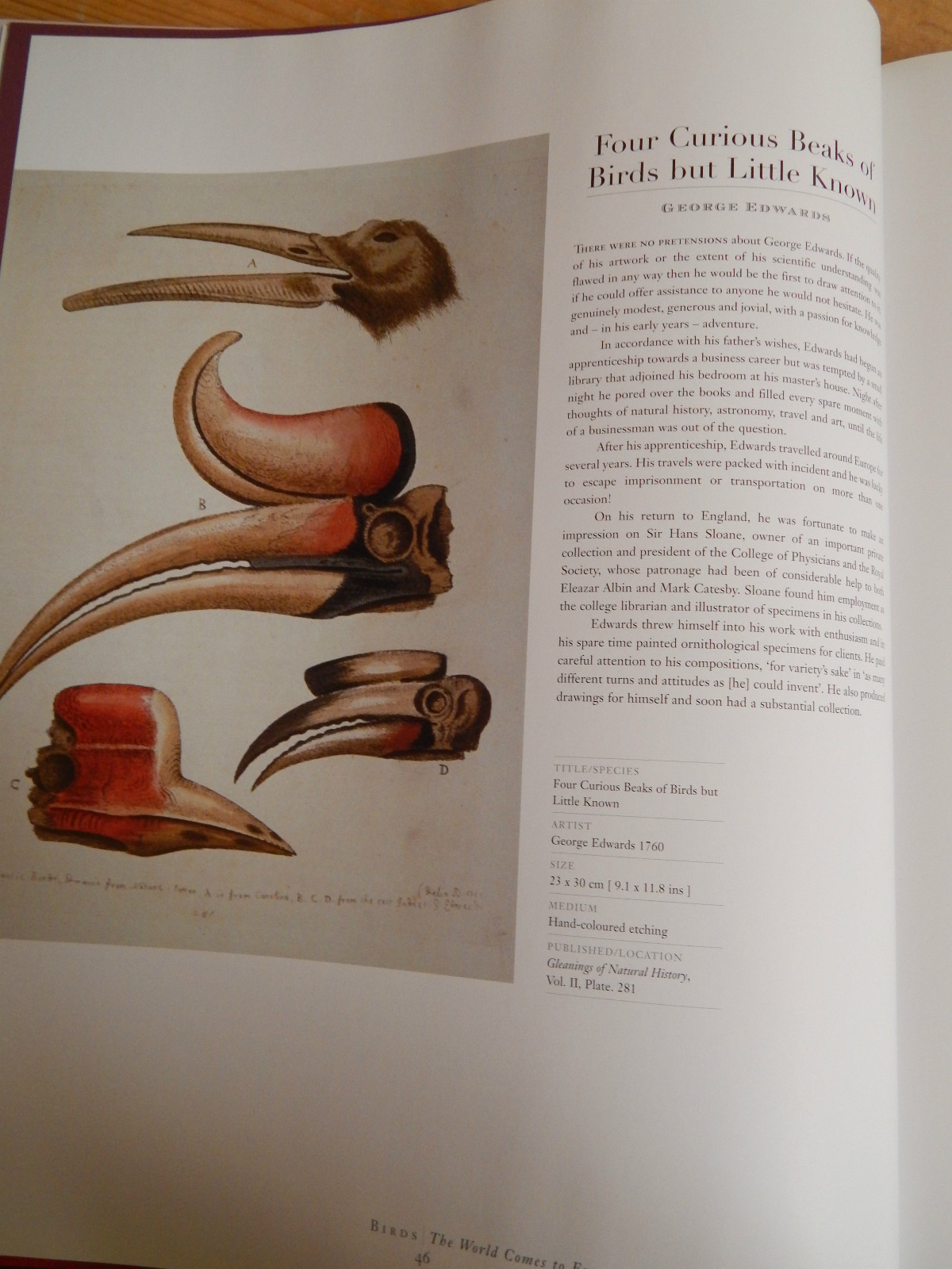 Birds Katrina Cook Large Hardback Paintings Drawings Sketches ...