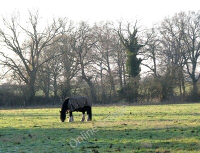 Photo 6x4 Pony grazing pasture west of Shingham Lane c2010 | eBay UK