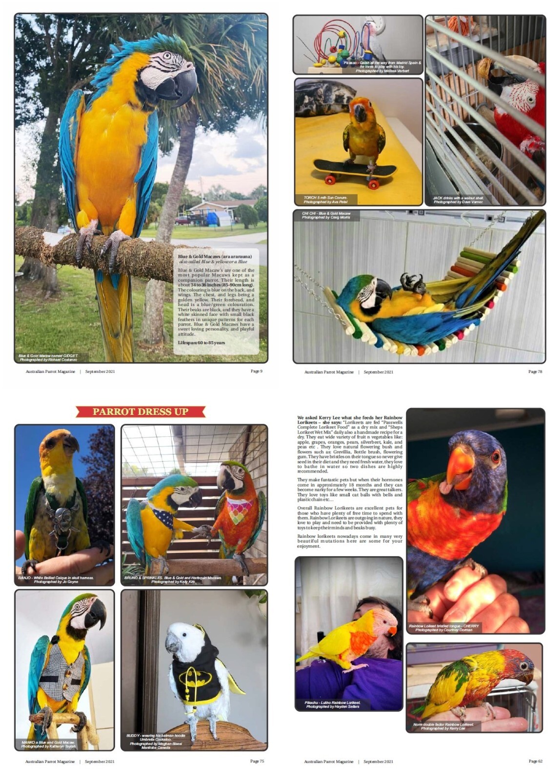 Parrot Magazine (AU) Glossy Full Colour Printed Magazine - 4 issues ...