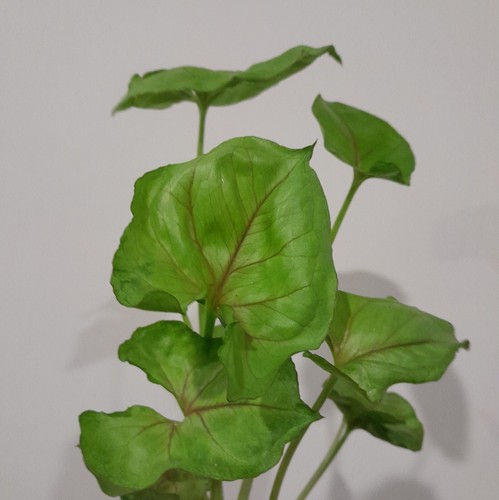 Syngonium Golden Allusion Cutting 15cm | eBay