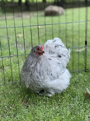 6 Bantam Birchen Blue Mottled Grey Splash Calico Cochin fertile ...