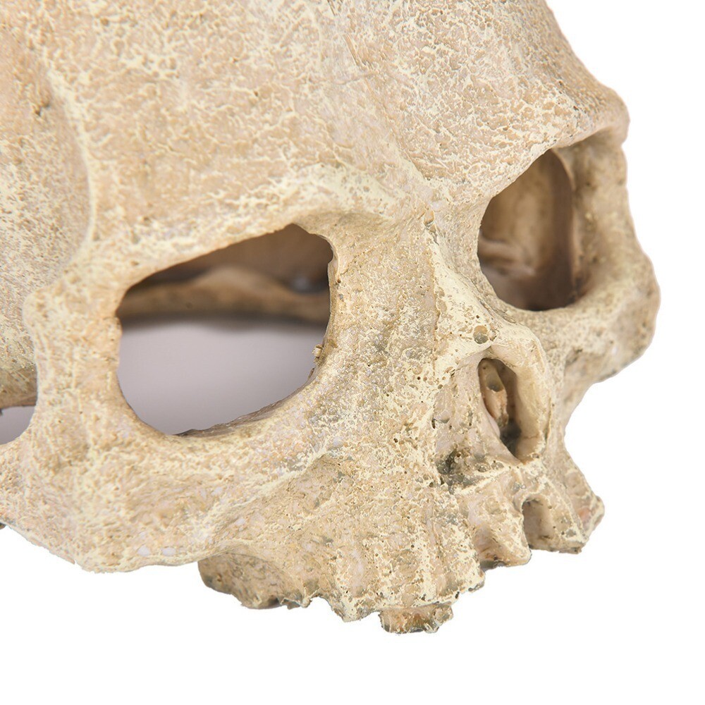 High Simulation Resin Skull Ornament Skull Design Resin Skeleton Fish ...