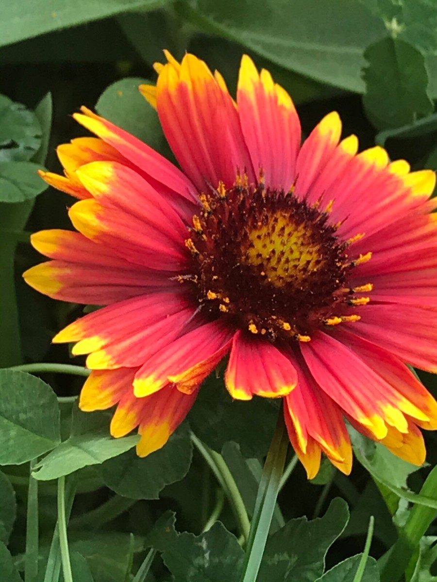 Gaillardia Sundance Red Flower