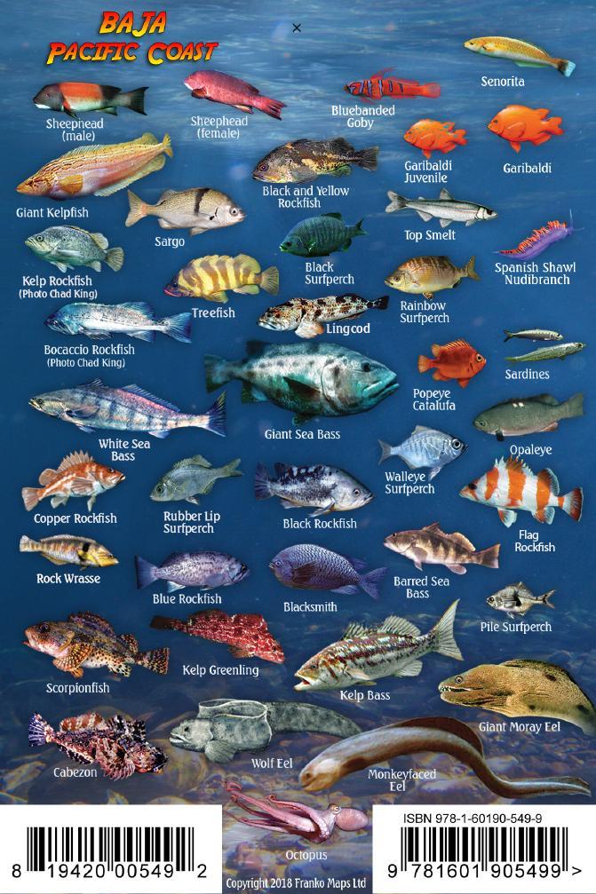 Pacific Ocean Fish