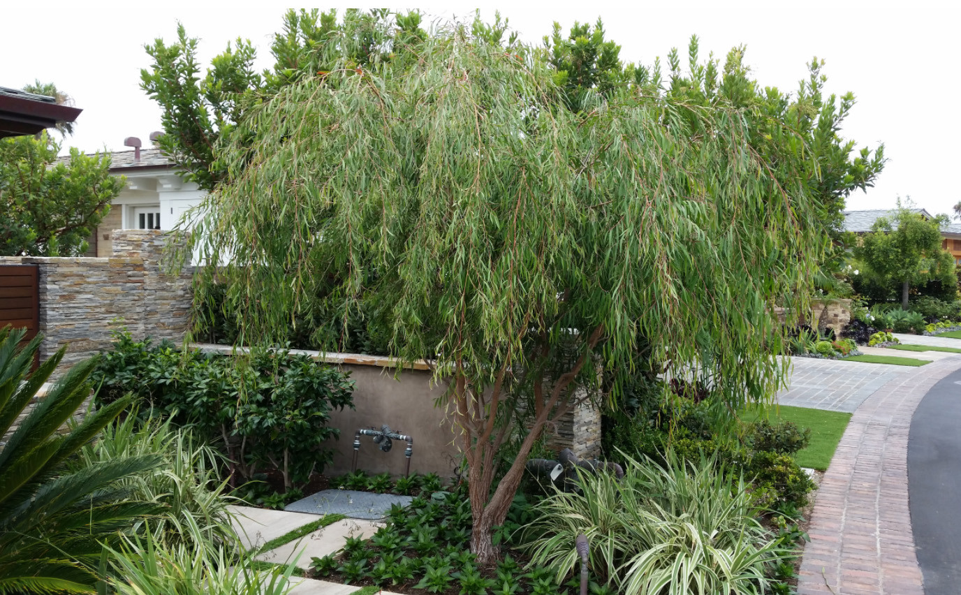 Agonis flexuosa - Willow Myrtle / Peppermint Tree - 125 Seeds | eBay ...