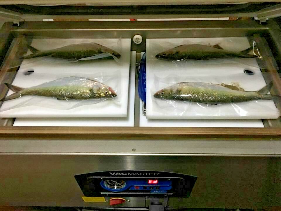 1 Frozen Skipjack Herring... Catfish Candy! | eBay