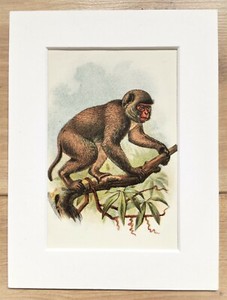Macaque - Mounted Antique Animal Monkey Primate Print Victorian ...