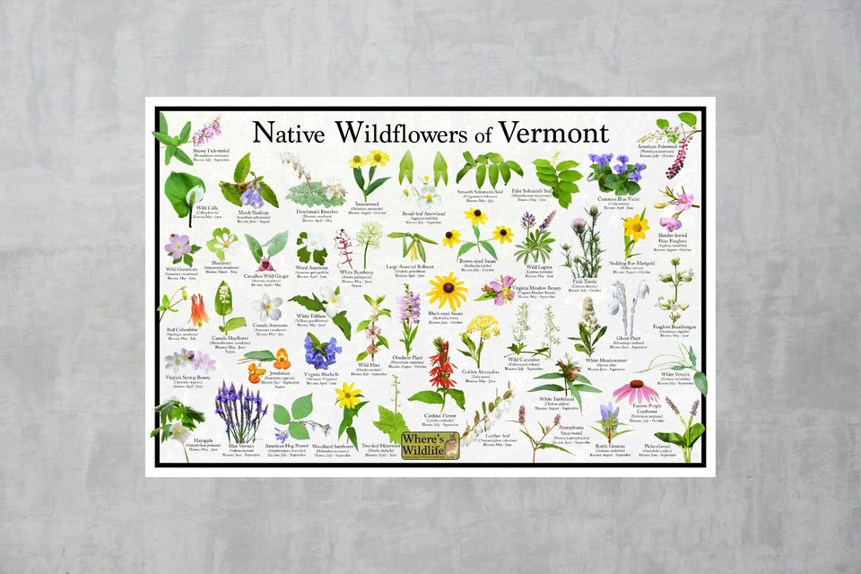 Native Wildflowers of Vermont Flower Identification Poster / Name ...