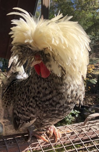 Polish Bantam Frizzle Several Varieties 15+ | eBay