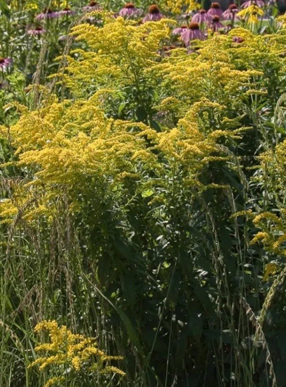 Anise Scented Goldenrod SEEDS (solidago odora), sweet goldenrod | eBay