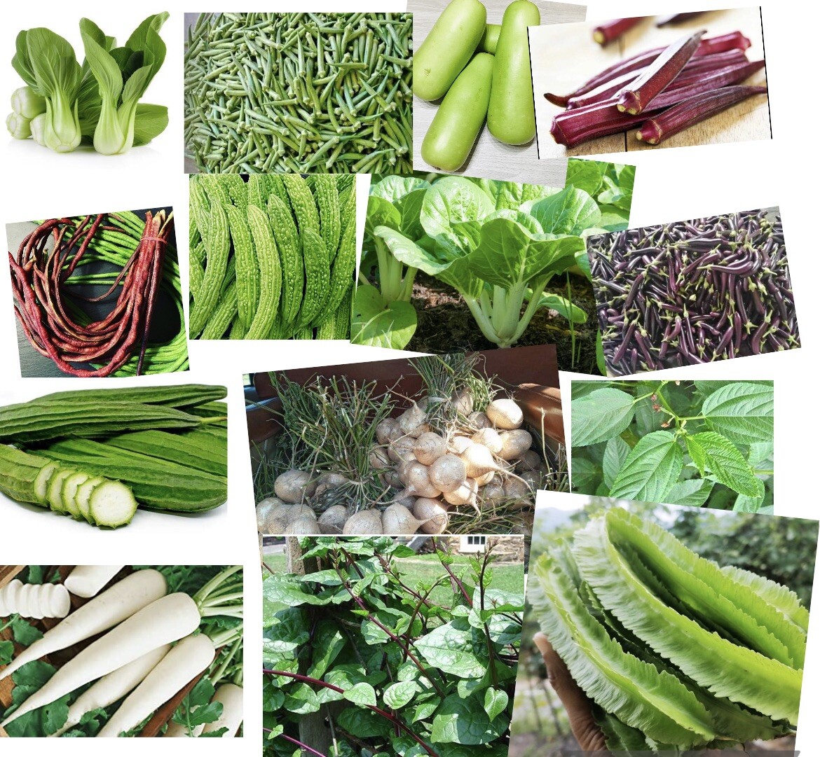 Complete List Of Vegetables