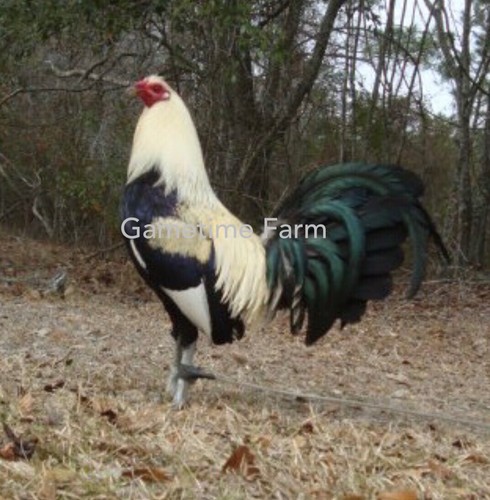 6 Pure Bob Bennett Grey Gamefowl Hatching Eggs | eBay