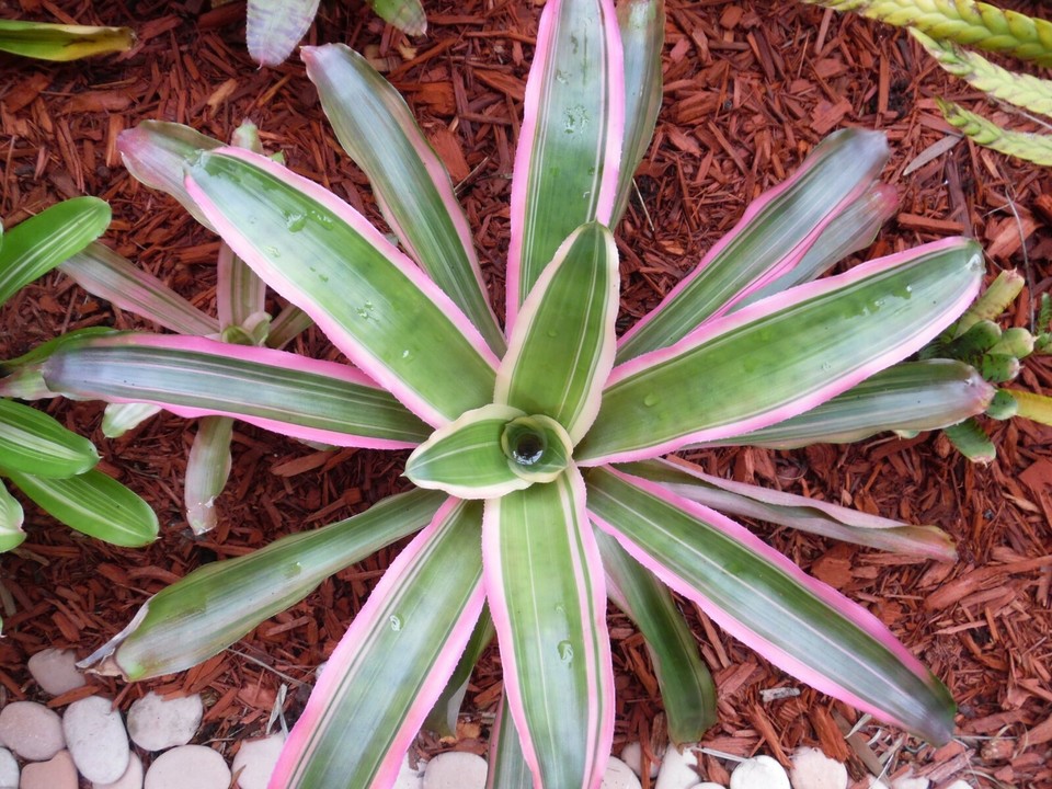 Aechmea LUEDDEMANNIANA MEND Bromeliad one tropical plant *BIG* | eBay