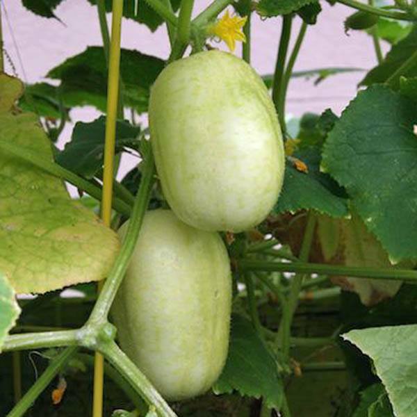 Crystal Apple Cucumber Seeds 20+ Vegetable Garden Heirloom NON-GMO FREE ...