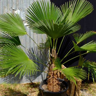 Miniature Chusan Palm Tree 6 Seeds Trachycarpus Wagnerianus Cold Hardy ...
