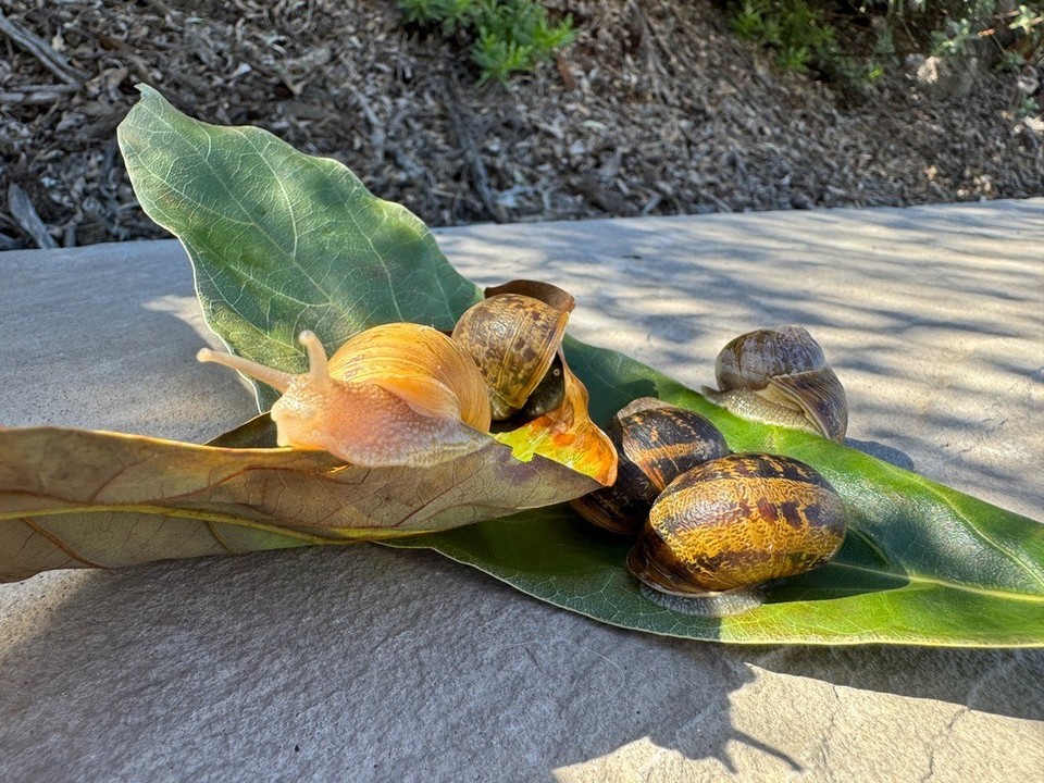 Three 3 Live Land Brown Garden Snails Pet Cornu aspersum Large | eBay