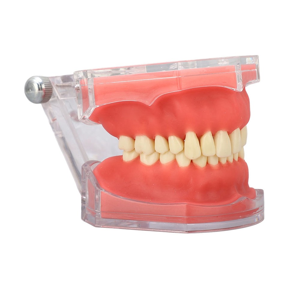 Gingiva Model Removable Teeth Soft Oral Demonstrating Dental Practice ...