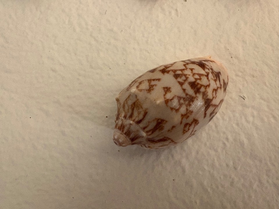 Cone sea snails -one maybe is strawberry conch? -5 item assortment-now ...