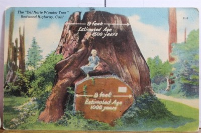 California CA Redwood Highway Del Notre Wonder Tree Postcard Old ...