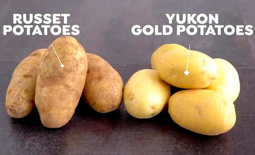 Seed Potatoes Yukon Gold Russet MIX 2 Lbs Seed Potato Sprouted Ready to ...