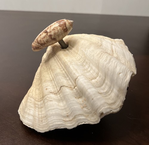 Vintage 6” Conch Clam Shell Music Box - Working | eBay