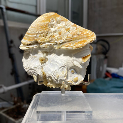 250g Natural Circle Tubular Agate Tree House quartz Collection Mineral ...