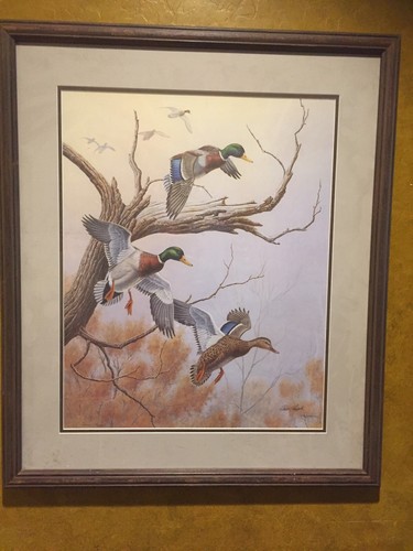 Dave Chapple Wildlife Ducks, Signed, Framed Print. See Photos | eBay