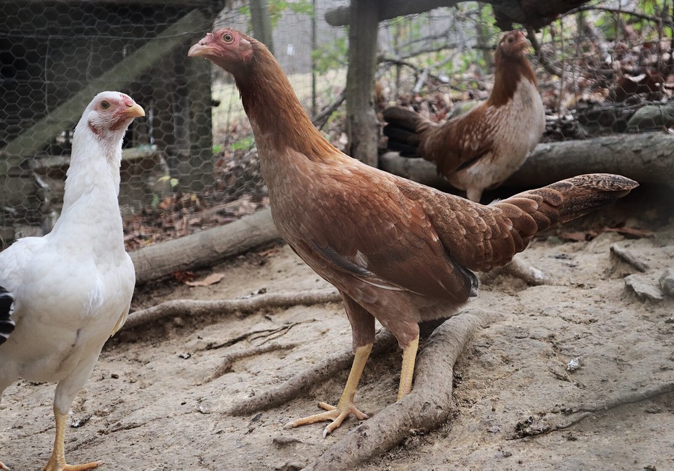 9 Eggs Total 5 Asil Cross Gamefowl & 4 Leiper Cross Please Read ...