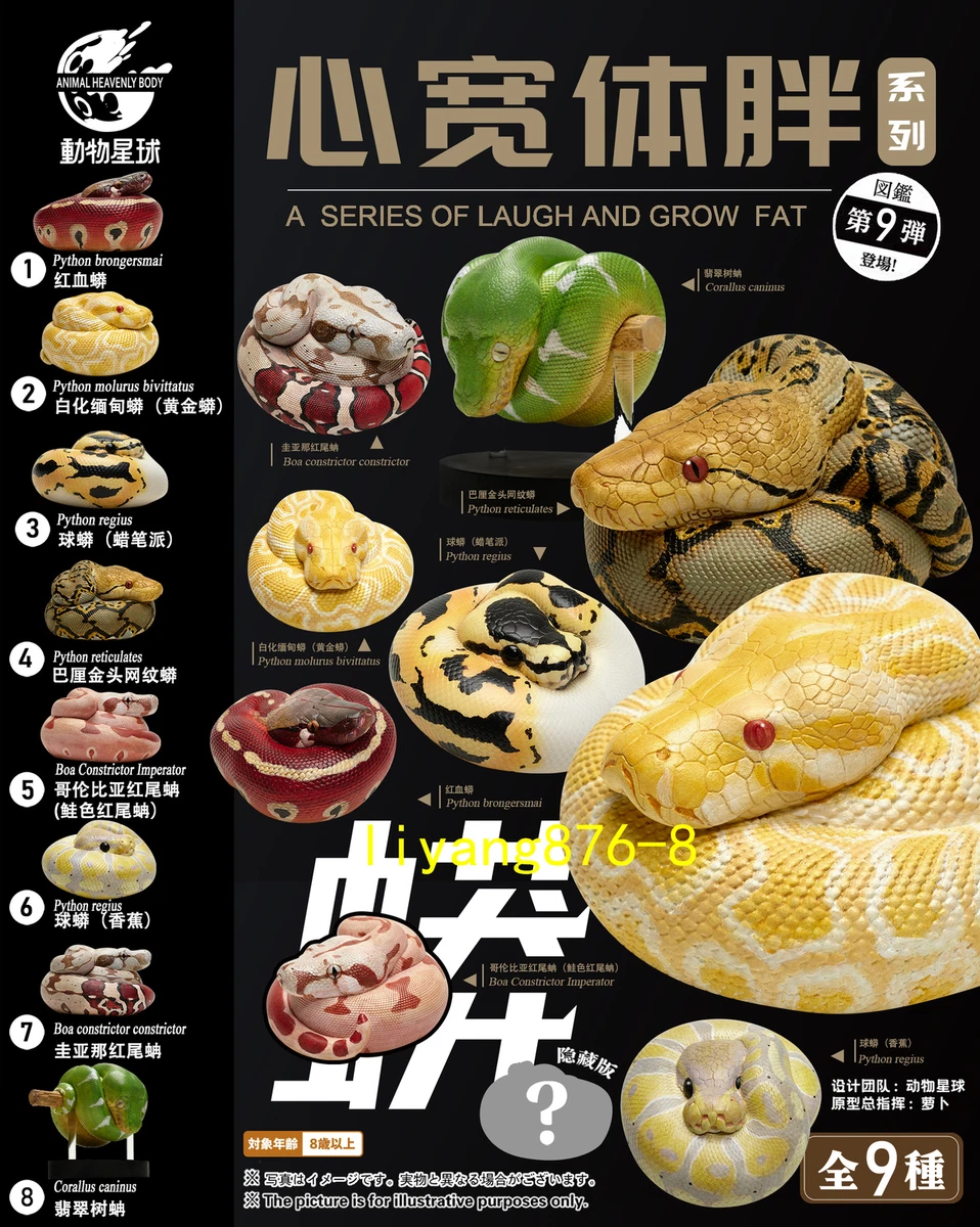 Ball Python Morphs Chart