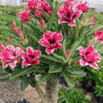 5 Desert Rose seeds Adenium Obesum Mixed Colors House Flower Plant ...