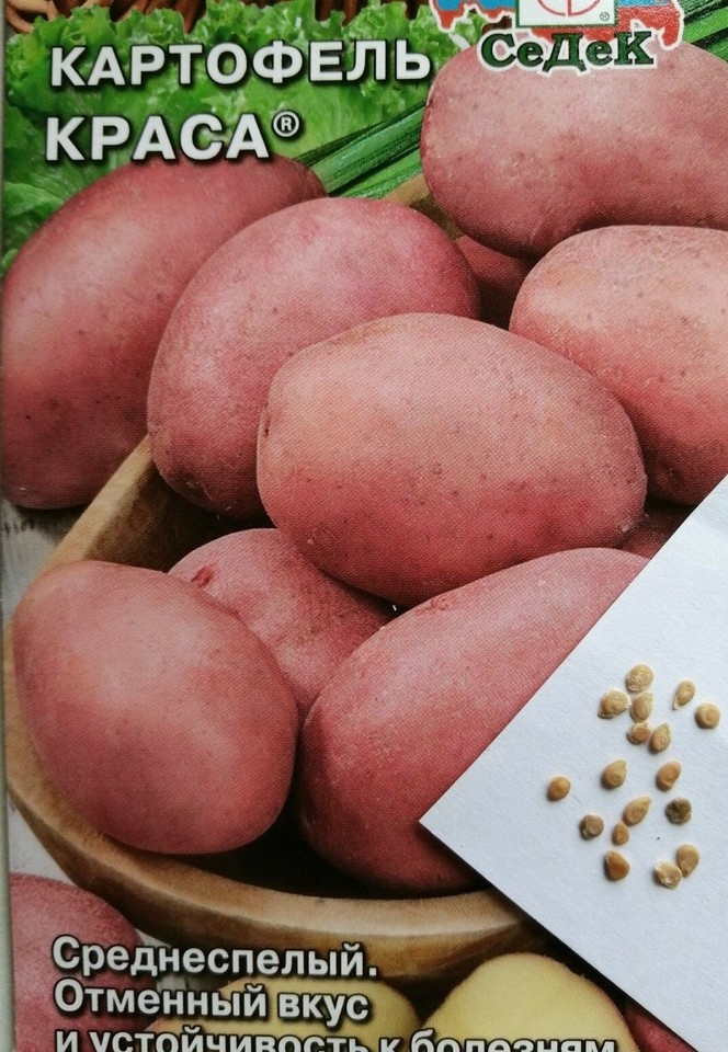 RARE HYBRID POTATO SEEDS - GROW UR OWN HYBRID RED POTATO - THESE ARE ...