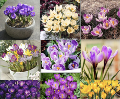 20 SEED PACK for Germination of Exotic CROCUS plant bloom bush flower ...