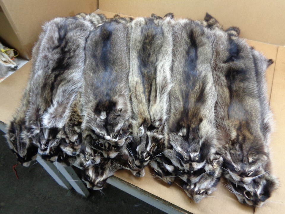 Professionally Tanned #1 XXL Raccoon/Coon Hide/Furs/Pelts/Taxidermy ...