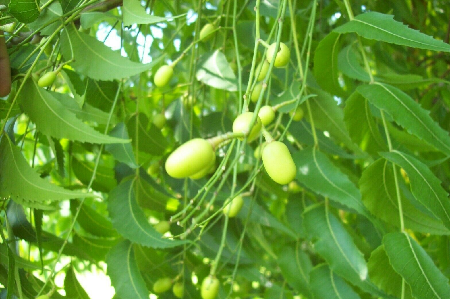 5 OZ US Grown Organic Neem Tree Leaves from TEXAS 18 yr old tree fresh ...