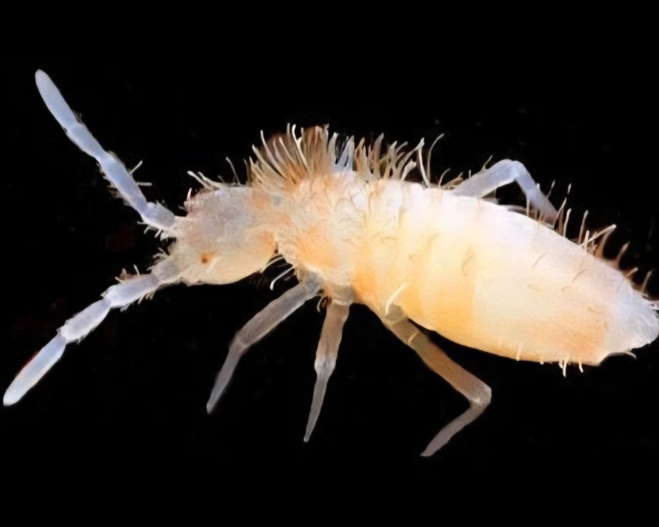 Tropical Pink Springtails (Coecobrya cf. tenebricosa) 4oz Starter ...