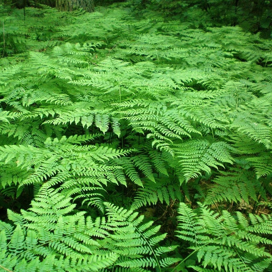 Pteridium Aquilinum Bracken Fern