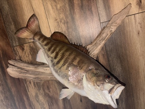16 in Small mouth bass taxidermy on log mount | eBay