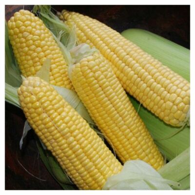 SWEET CORN SWEETCORN EARLIBIRD F1 70 FINEST SEEDS | eBay UK