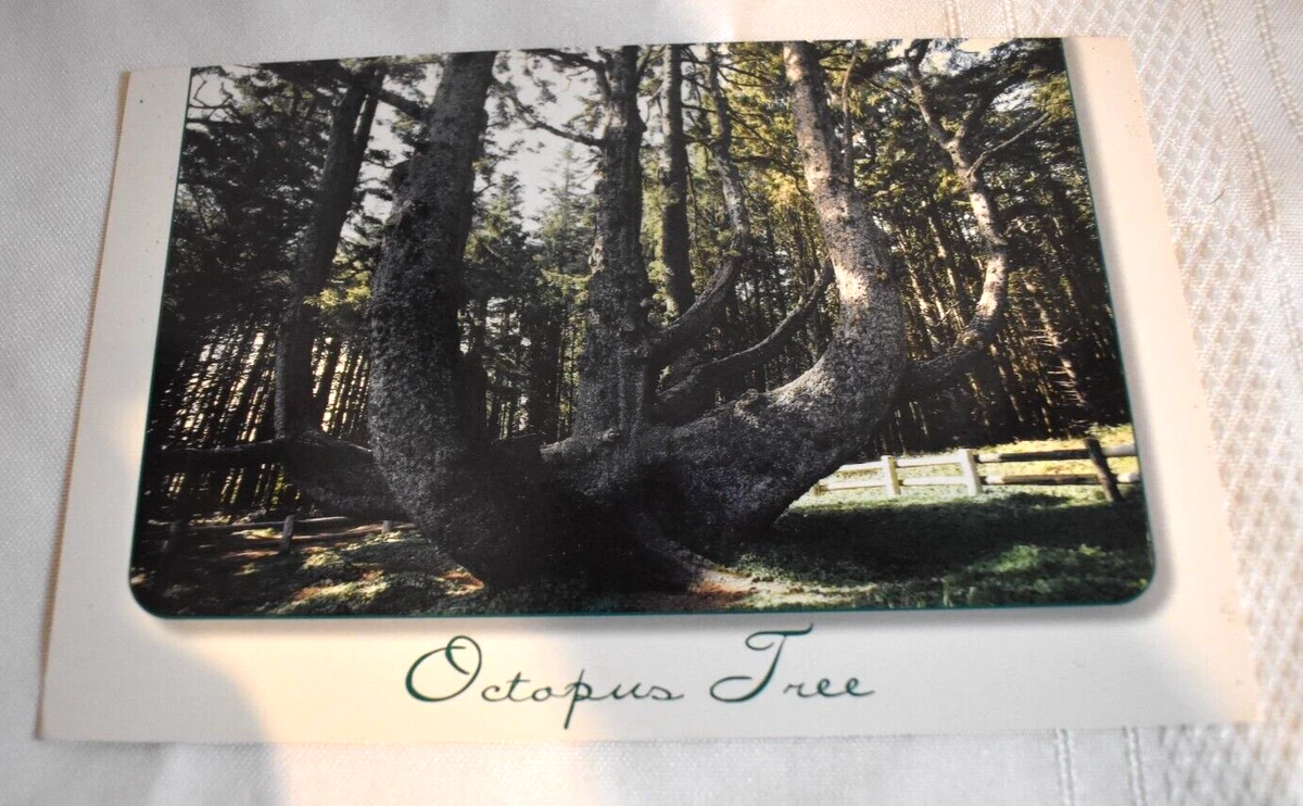 Octopus Tree Art