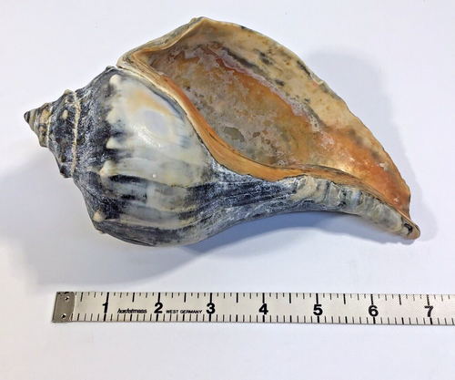 Gorgeous Blue/Gray 7" Whelk Seashell, Large Seashell, Ocean Decor, Air ...