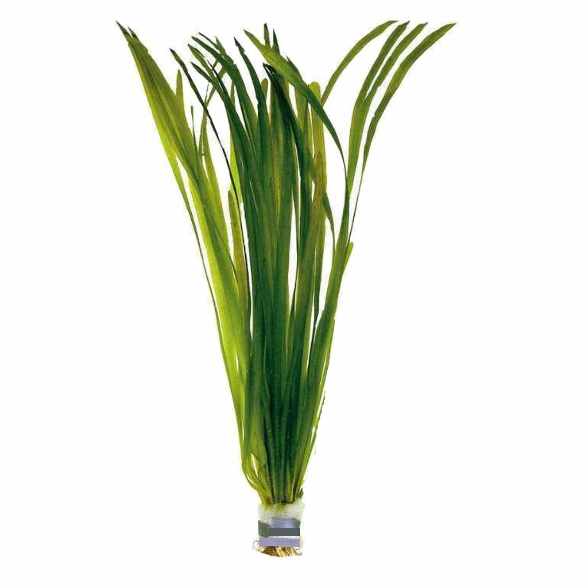 Vallisneria Spiralis Italian